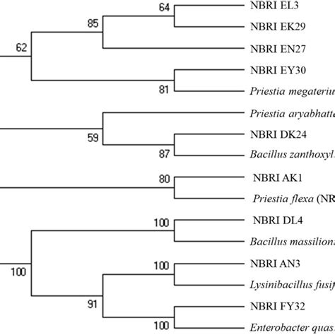 Distribution Of Siderophore Producing Endophytic Bacterial Isolates