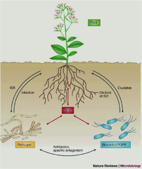 Nteractions Between Biocontrol Plant Growth Promoting Rhizobacteria