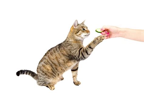 Can A Cat Eat Cucumber That Cuddly Cat