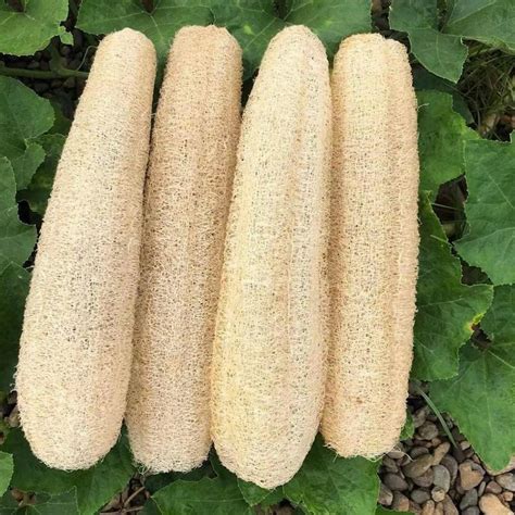 Luffa Seeds Etsy