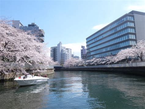 大横川桜クルーズ