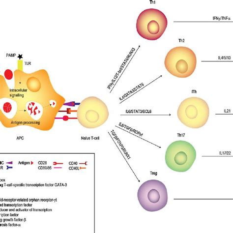Activation Of Helper T Cells And The Role Of Antigen Presenting Cells Download Scientific