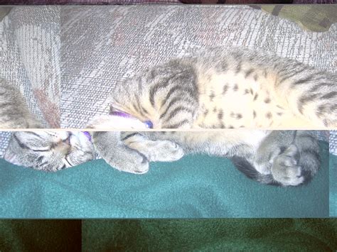 In The Wild Corrupted Photos And Their Fixes DiskTuna Photo Repair Photo Recovery