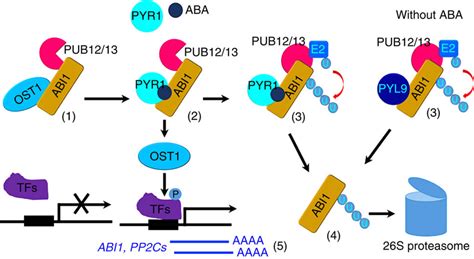 A Proposed Model For Abi1 Degradation 1 Abi1 Interacts With And Download Scientific Diagram