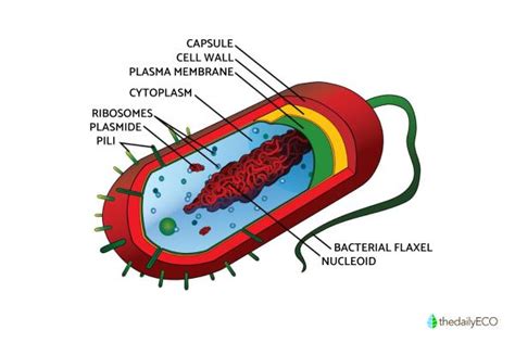 Nucleoid Structure Function And Role In Bacteria