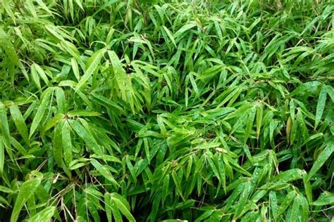 Caring For Bamboo Bamboo Garden