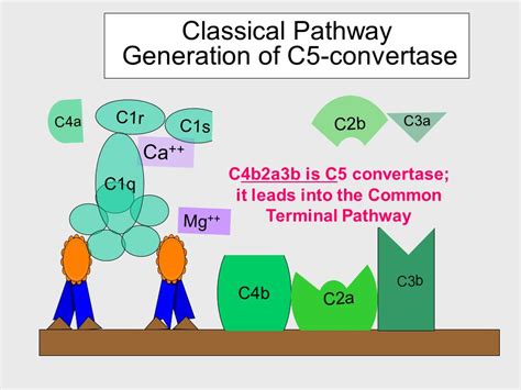 Complement And Diseases Ppt Download