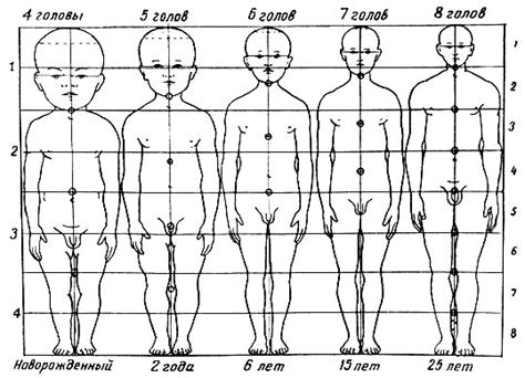 ОСОБЕННОСТИ АНАТОМИИ