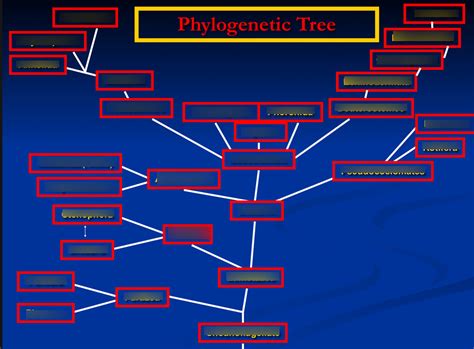 Phylogenetic Tree Diagram Quizlet
