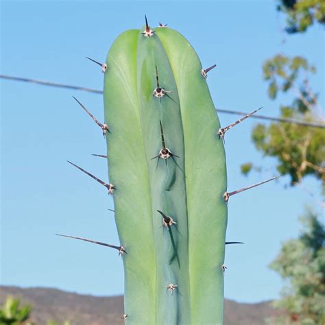 Shop Blue Myrtle Cactus Myrtillocactus Geometrizans Care And Growing