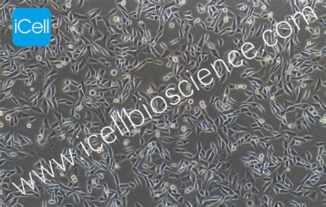 CHO K1 中国仓鼠卵巢细胞k1 亚克隆系 赛百慷 上海 生物技术股份有限公司