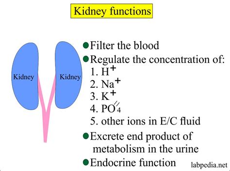 Renal Profile Normal Range Olivia Cameron