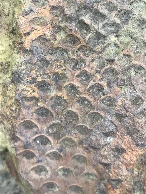 Lepidodendron In Sandstone Fossils Of Parks Township