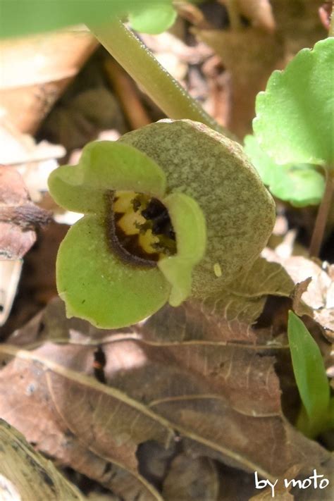 ウスバサイシン緑の花2022早春の花たち尾瀬12 野山の花たち