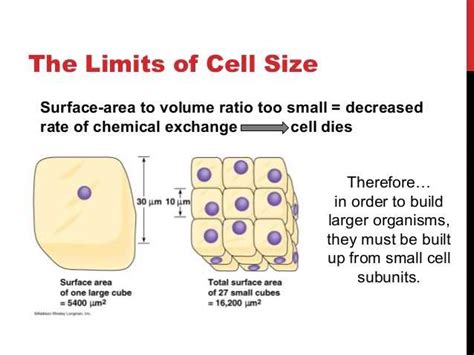 Uncover The Modeling Limits To Cell Size With Our Answer Key