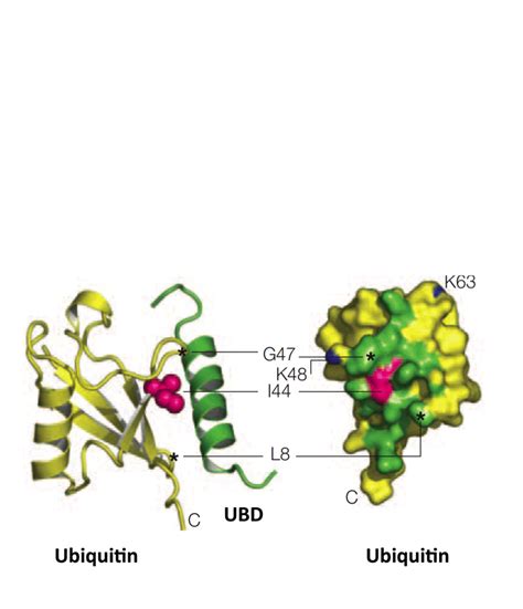 5 Structures Of An E2 Ubiquitin ­ Binding Domain And Ubiquitin Shown