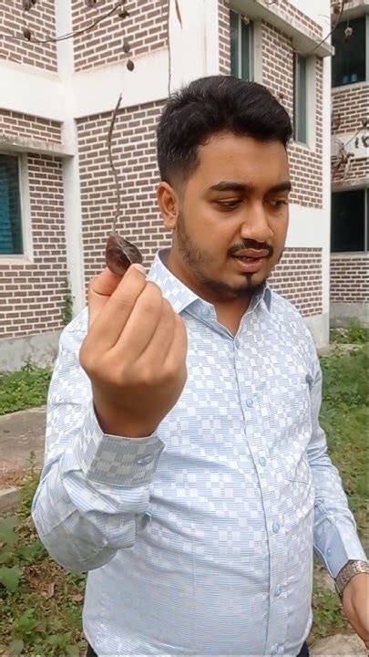 অর্জুন ফল ।। অনেক উপকারী একটি গাছ।। ঔষধিগাছ অর্জুন Youtube