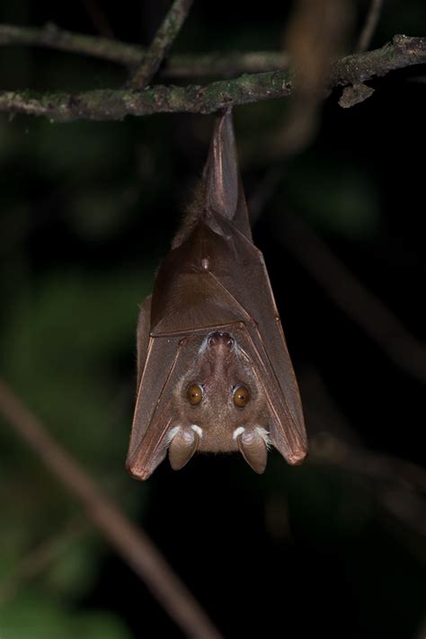 Büttikofers Epauletted Bat Tremarctos