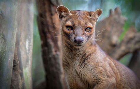 Wallpaper Look Face Background Tree Portrait Fossa For Mobile And Desktop Section животные