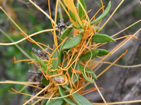 Saltmarsh Dodder Cuscuta Salina Var Major Yerba Buena Chapter Cnps