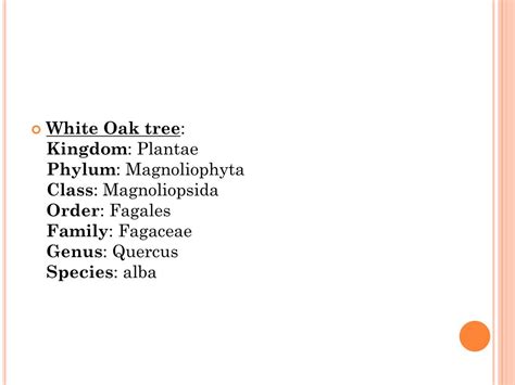 Oak Tree Kingdom Classification At Rosalind Caine Blog
