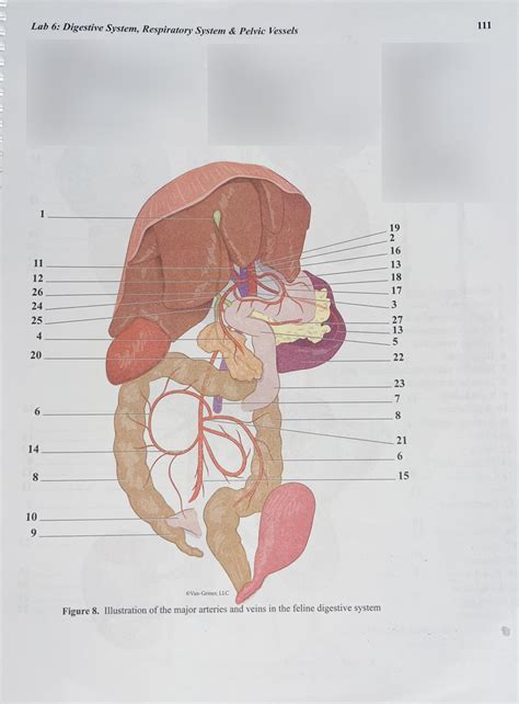 Biol 320 Lab 6 Figure 8 Major Arteries And Veins In Feline Odd Numbers