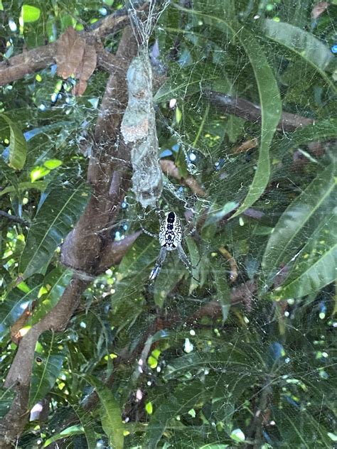 Northen Nsw Australia Rspiders