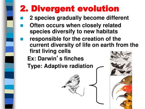 Divergent Evolution Divergent Evolution Vs Convergent Evolution