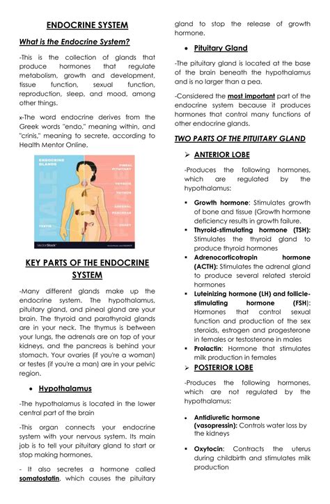 Solution Endocrine System Notes Studypool