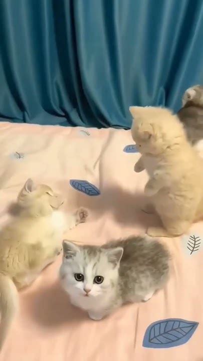 Persion Cat Viral Cutecat Persioncat Cute Catlover Youtube