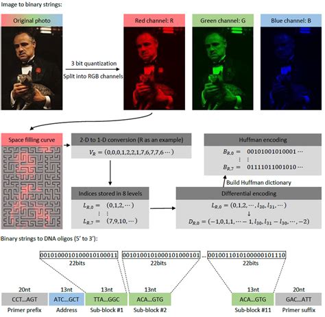 Schematic Depiction Of The Encoding Procedure Download Scientific