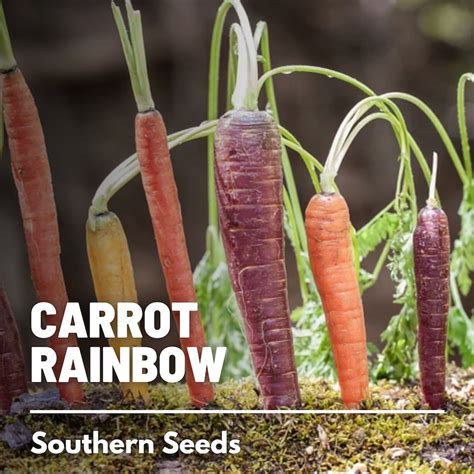 Rainbow Carrot Seeds Etsy