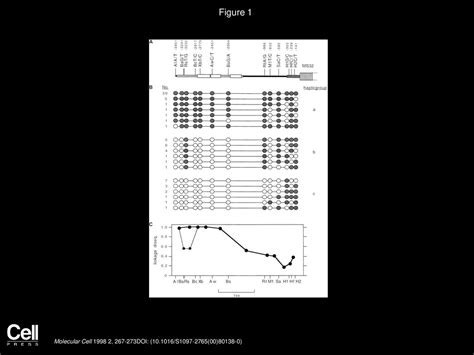 High Resolution Mapping Of Crossovers In Human Sperm Defines A Minisatellite Associated