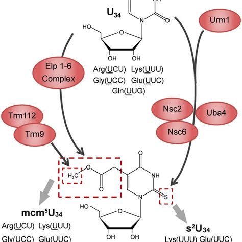 Pdf Trm9 Catalyzed Trna Modifications Regulate Global Protein Expression By Codon Biased