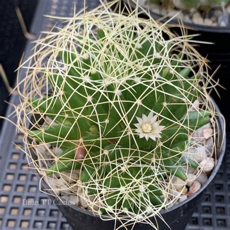 แมมมิลลาเรีย รังนก ดอกสีขาว T Cactus Thaipick