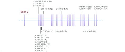 Schematic Structure Of The Notch3 Gene Mutations In The Patients With Download Scientific