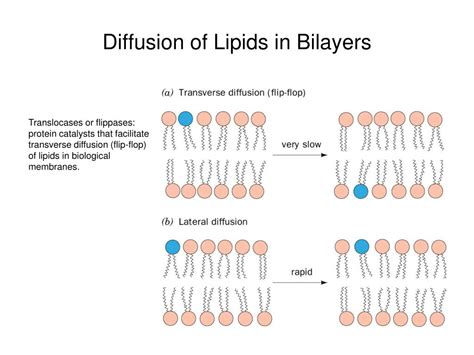Ppt Lipids And Membranes Powerpoint Presentation Free Download Id4518743