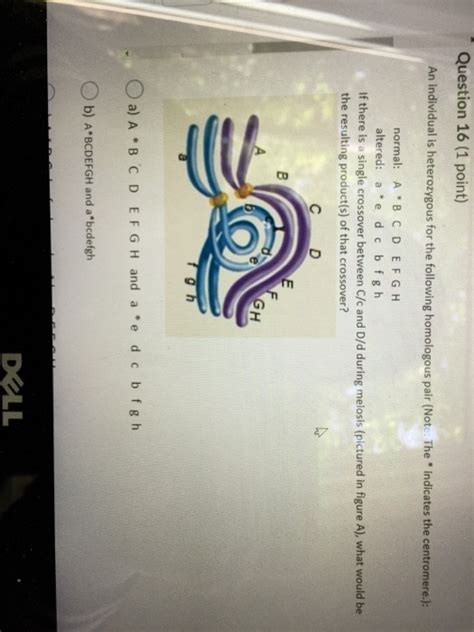 Solved Question 16 1 Point An Individual Is Heterozygous