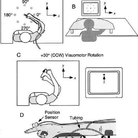 Cursor Paths And Directional Errors From Single Trials A Cursor Paths