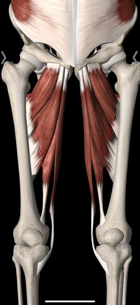 Medial Thigh Diagram Quizlet