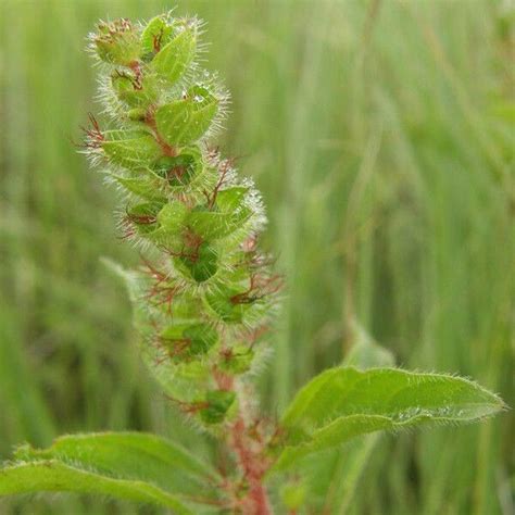 Shrubby Copperleaf Acalypha Phleoides Plant Care And How To Grow Water