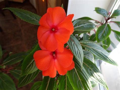 Комнатный цветок бальзамин или огонек: описание видов с названиями