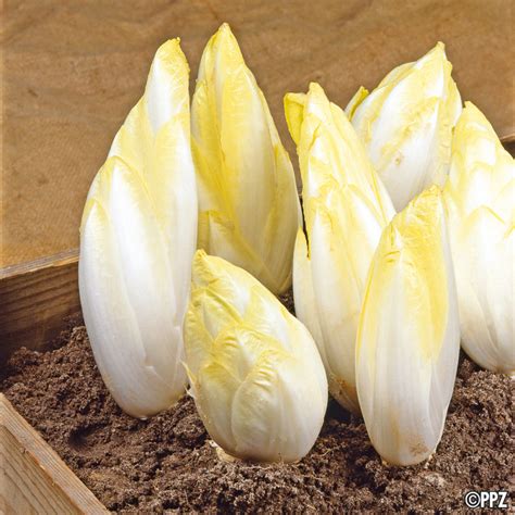 Magellan-Bio | Graines Bio et Semences Bio pour le potager