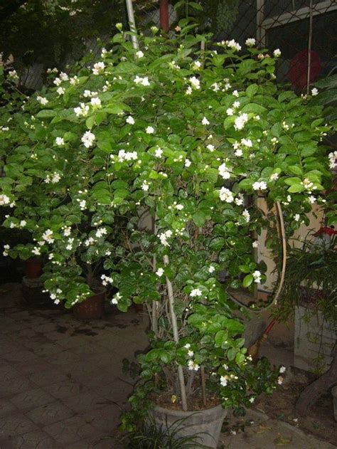 養茉莉花，盆里放「1種東西」，一年開了5茬花，芳香又漂亮 每日頭條