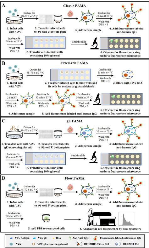 Figure 1 From Current Methods For The Detection Of Antibodies Of Varicella Zoster Virus A