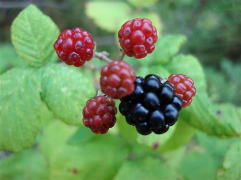 배경 화면 이파리 식품 자연 과일 열매 말린 씨앗 블랙 베리 산딸기 생기게 하다 육상 식물 꽃 피는 식물 관목 매크로 사진 로간 베리