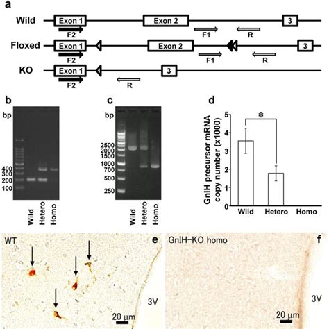 Gnih Precursor Mrna Expression In Different Brain Regions Of Wild Type Download Scientific