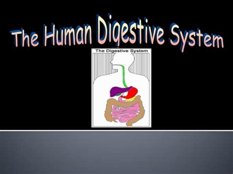Digestive System Lecture Powerpoint Grade 8 Pptx