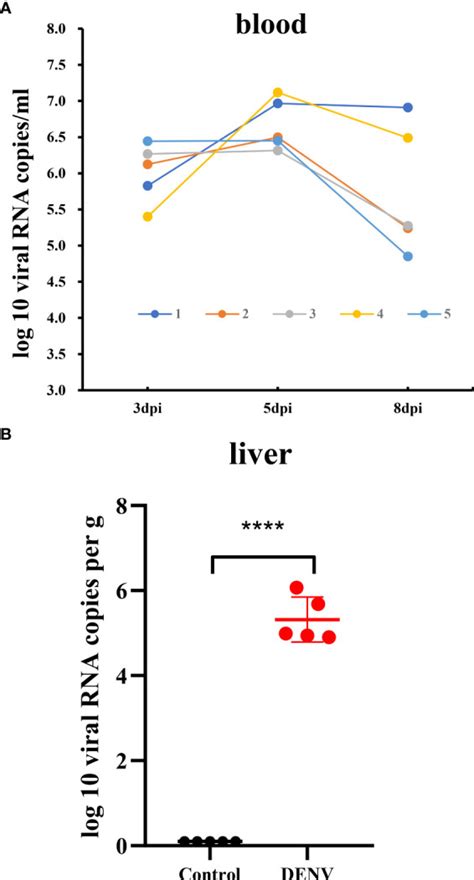 Liver Transcriptomics Reveals Features Of The Host Response In A Mouse Model Of Dengue Virus
