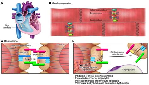 Desmosomes In Cardiac Muscle